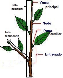 TALLO - BIONATURALIST