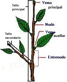 TALLO - BIONATURALIST