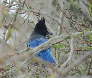Portland Oregon Backyard Birds: Steller's Jay