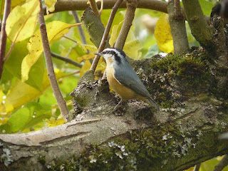 Portland Oregon Backyard Birds: The Great Backyard Bird Count!