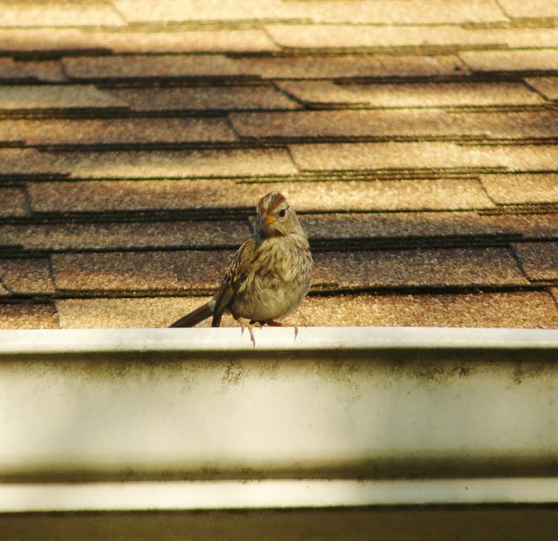 Portland Oregon Backyard Birds: A few backyard photos