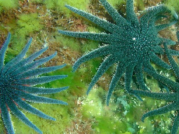 Bicho Eh O Bicho: Censo da Vida Marinha