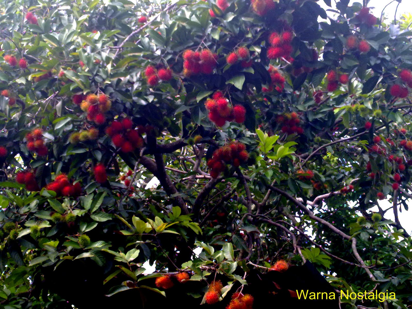 WARNA NOSTALGIA: Musim Buah Ingat Pada Si Dia