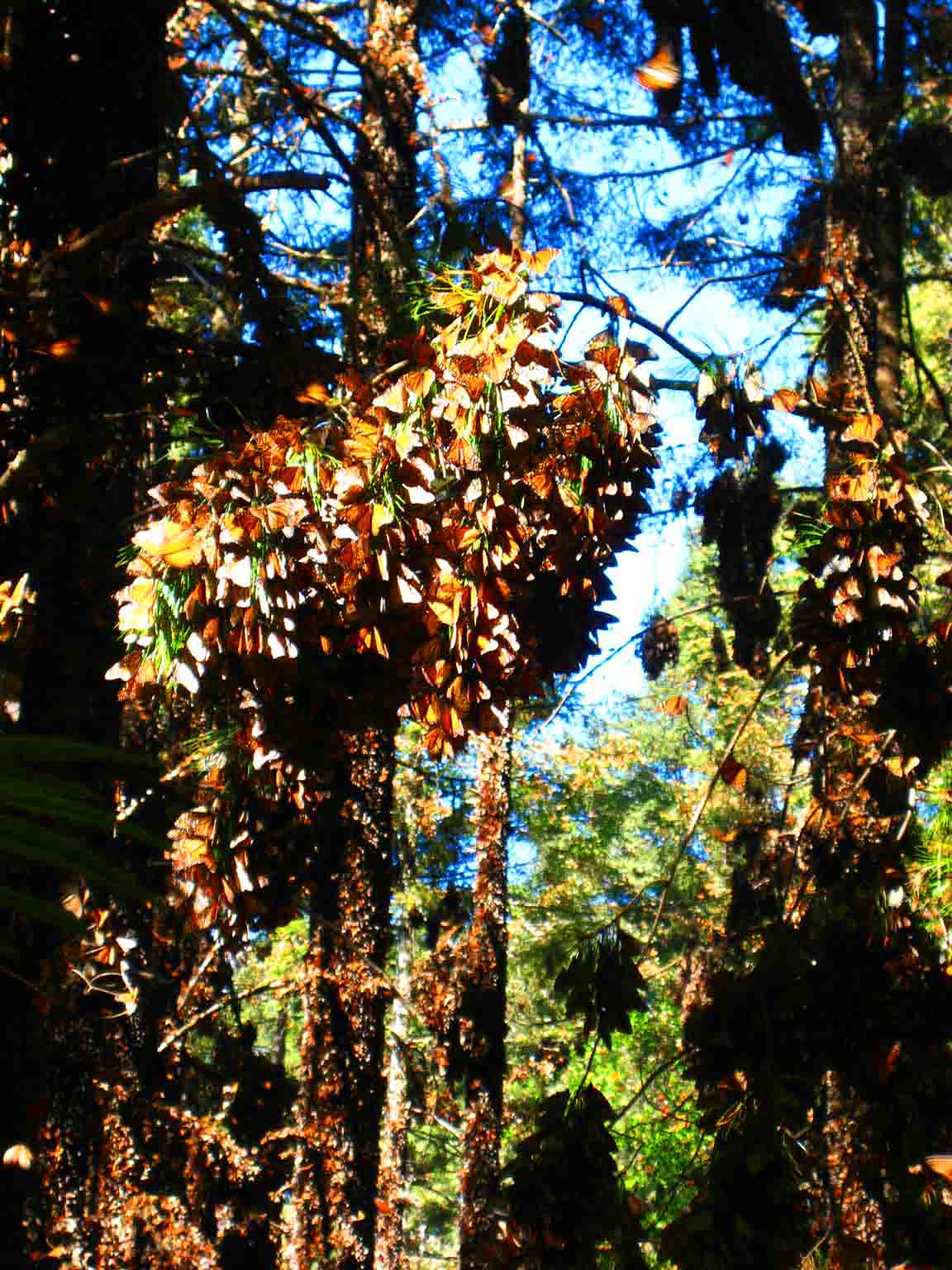 Eric & Autumn's World Roll Up: Piedra Herrada: Monarch Butterflies