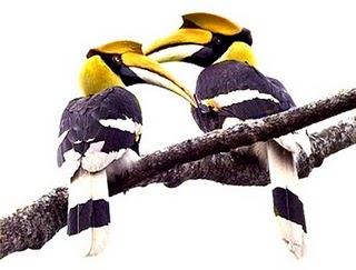 Phualvazomi: phualva