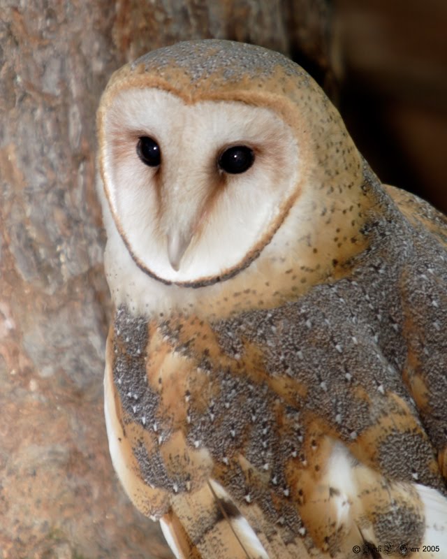 La Bella Joya: Margie and Me - Owl Feathers #218