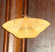 Afagar os pelos de uma lagarta de fogo.: sobre o personagem