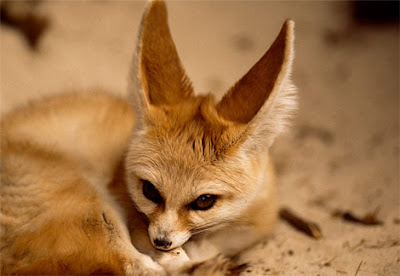 Weird Talks: Fennec Fox, the Fox with Long Ears