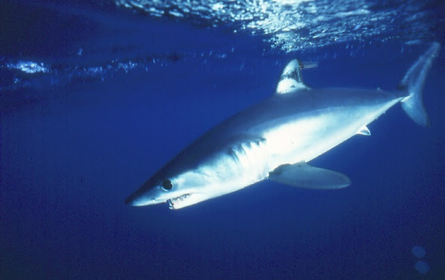 Conhecer os animais: Tubarão Mako