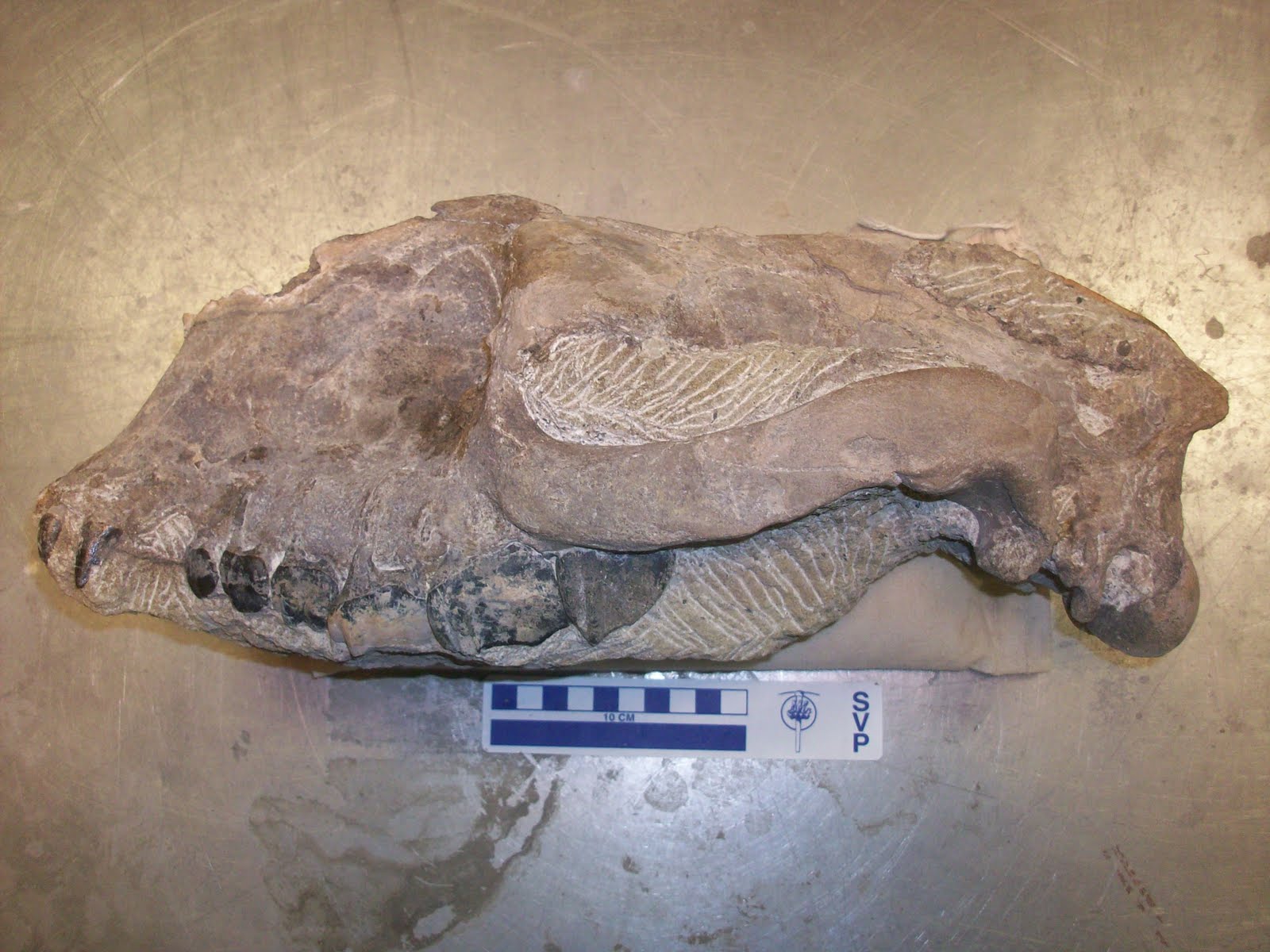 Danburkite: Amynodon advenus