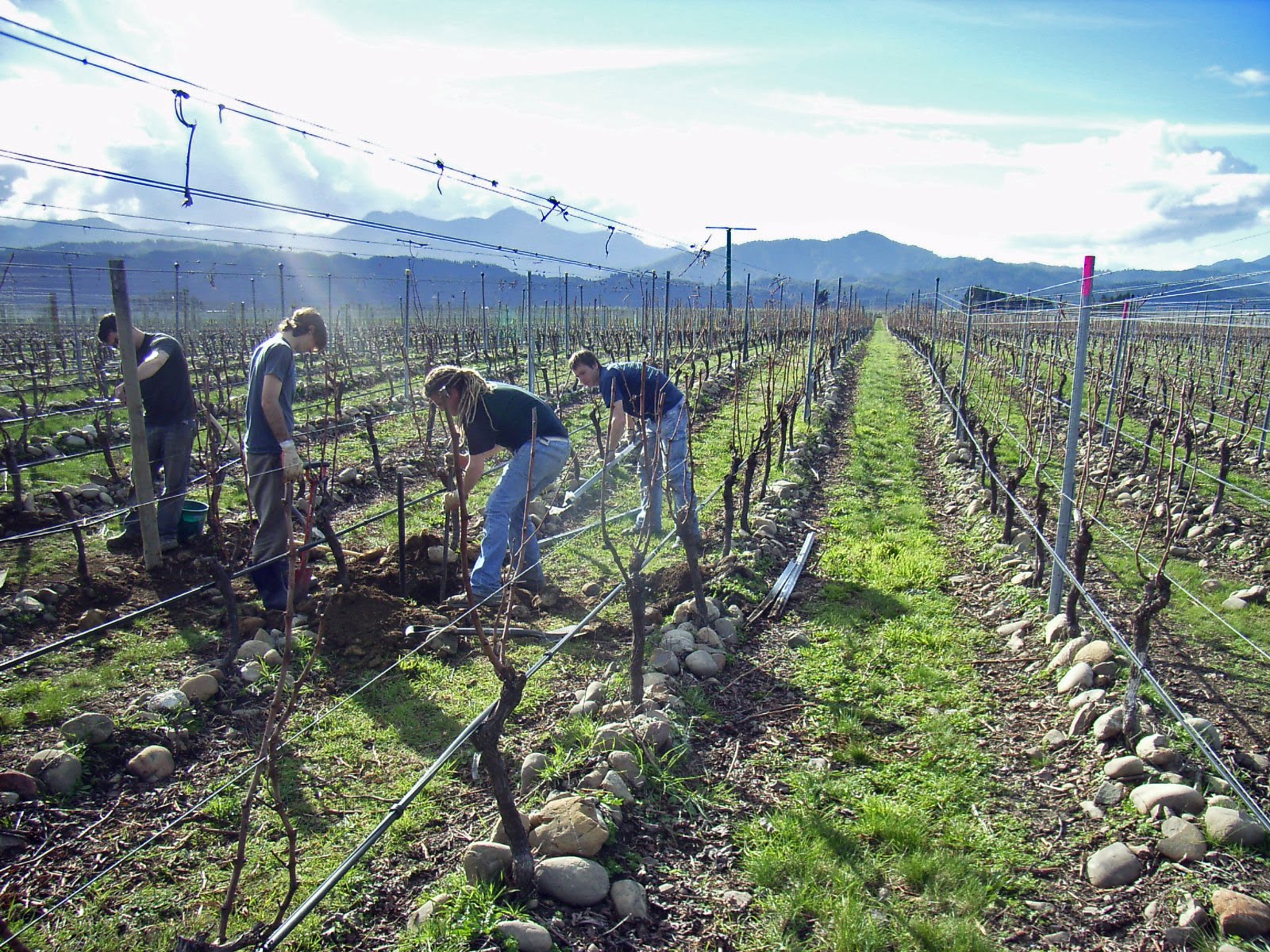 Clos Henri Vineyard Blog: End of pruning and spring jobs