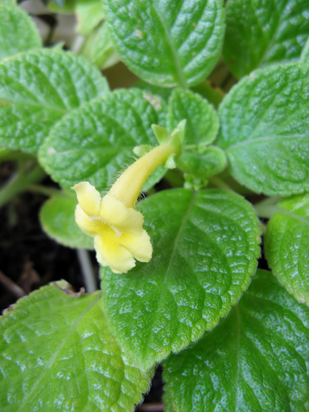 UMI & TSURU: Yellow Flower Episcia