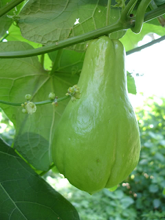 el viBrero: Plantas Comestibles Perennes: CHAYOTE (Sechium edule)