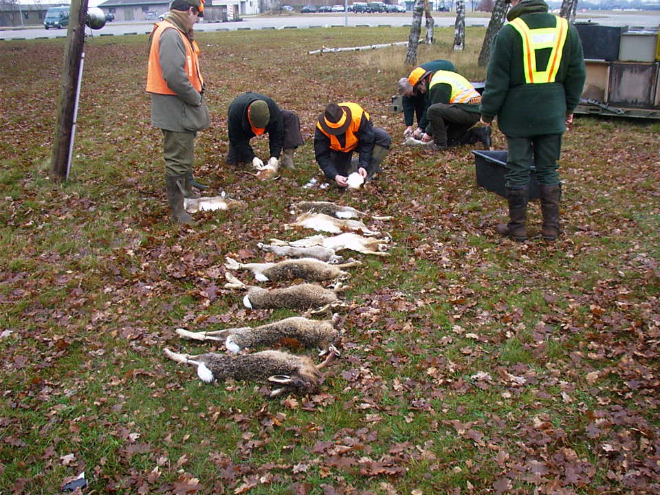 It's all in the game: Game of the fields, forest and skies