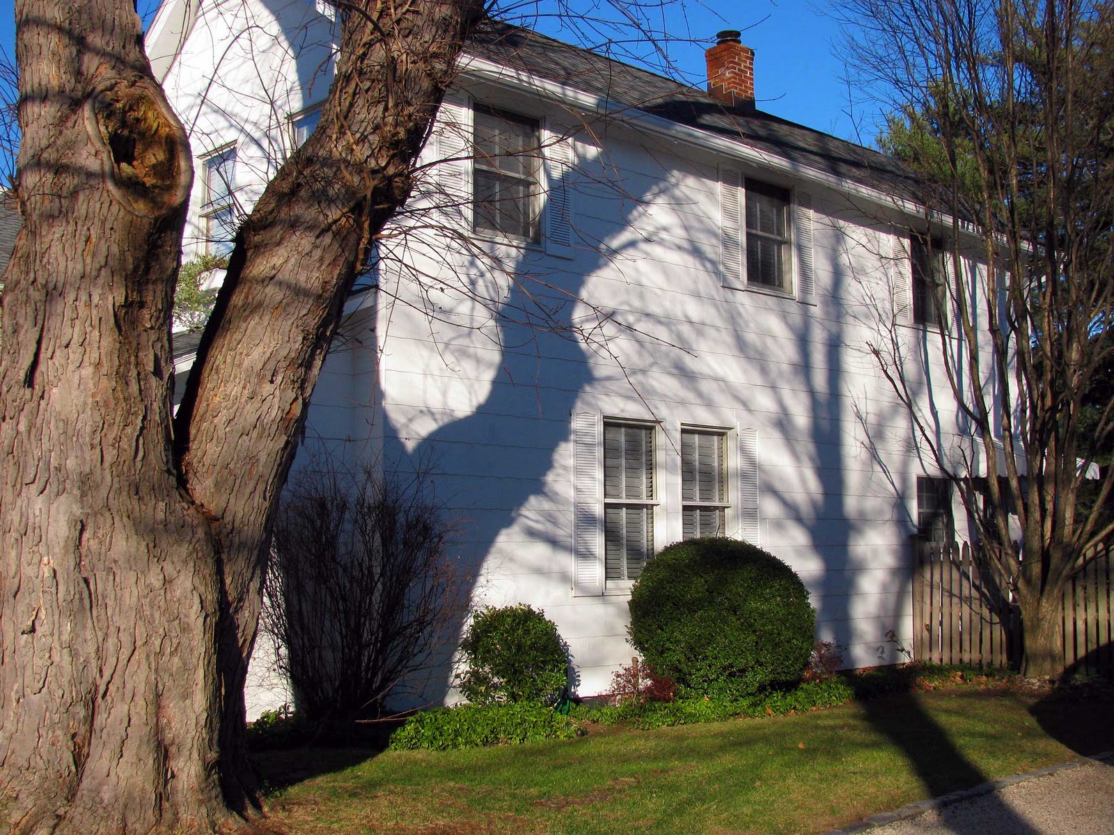 giant tree shadow in the suburbs