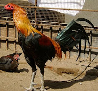Gallos Navajeros: Gallo Peruano