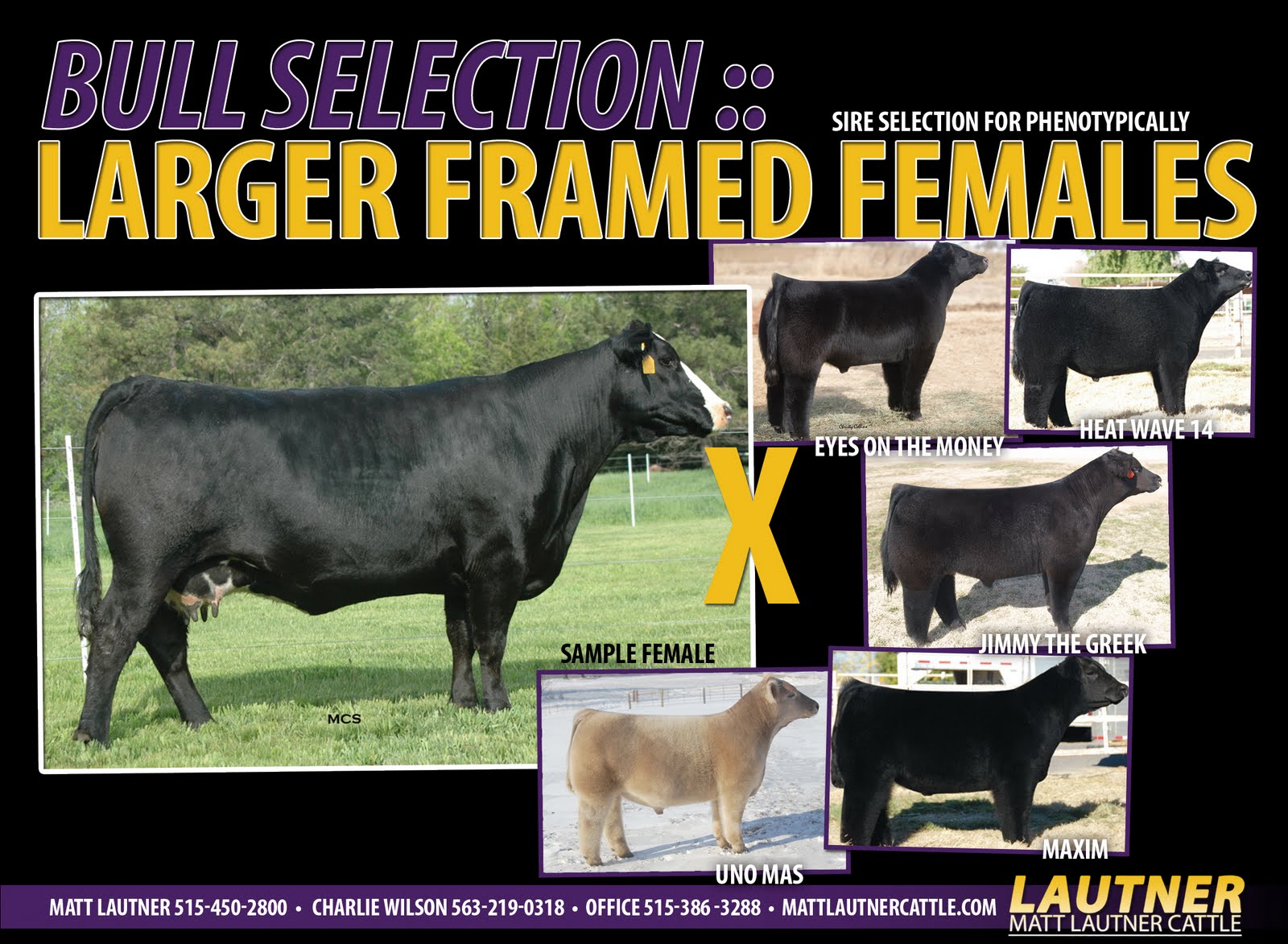 Bull Selection - Larger Framed Females - Matt Lautner Cattle