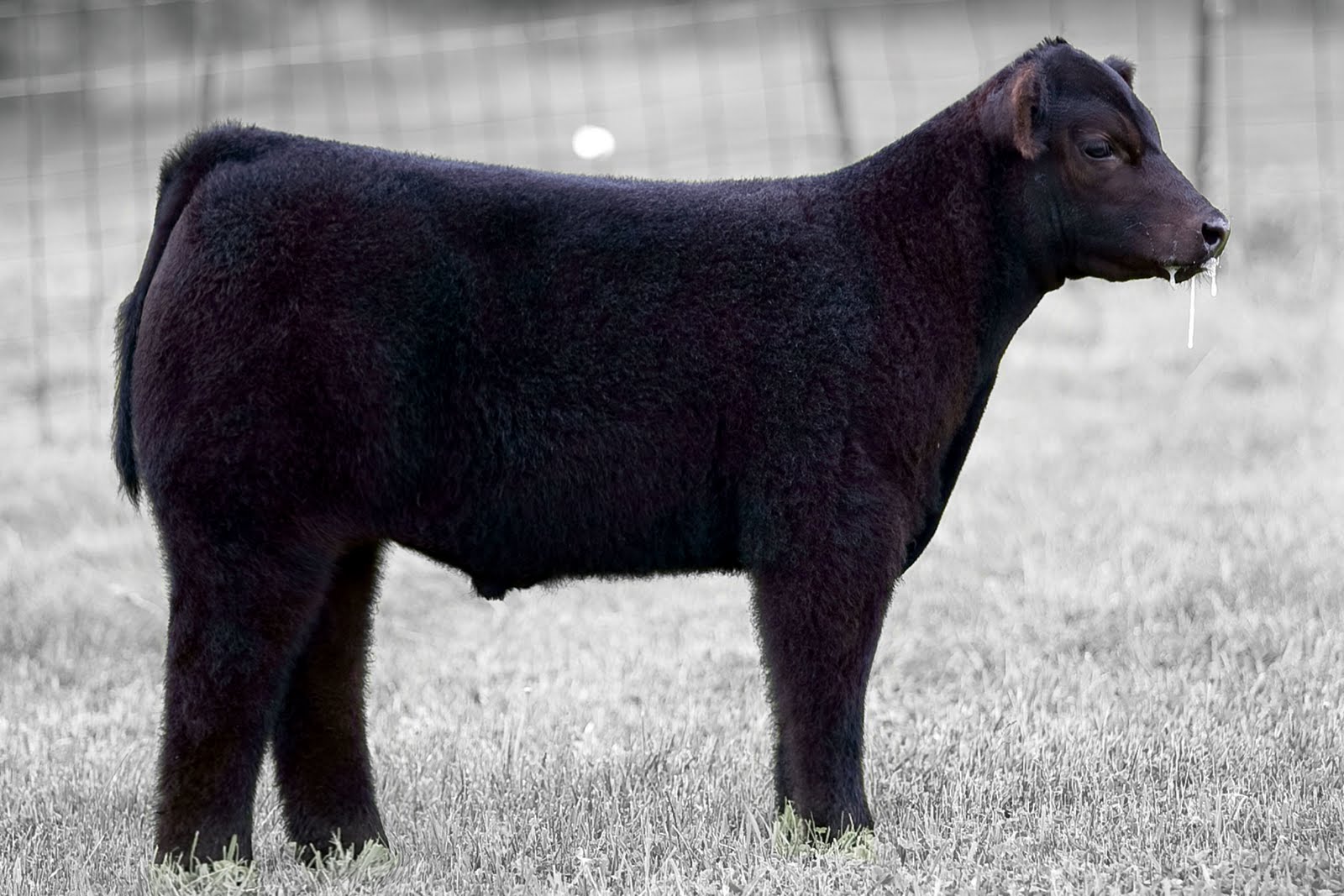 Monopoly Steer Zach Gray | Matt Lautner Cattle