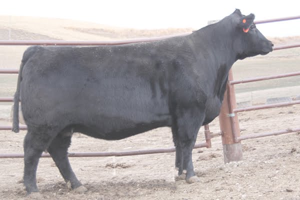 Over 100 Cows Selling bred to Monopoly | Matt Lautner Cattle