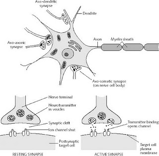 Changing Minds Around the World: Synaptic Plasticity and Down syndrome