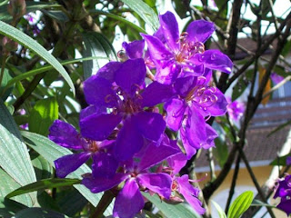 Feudalismo Atual!!!: A flor do jacatirão joinvilense