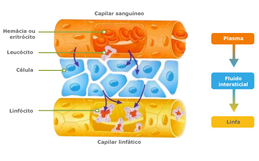 Fisiología del sistema Linfático: GANGLIOS LINFÁTICOS