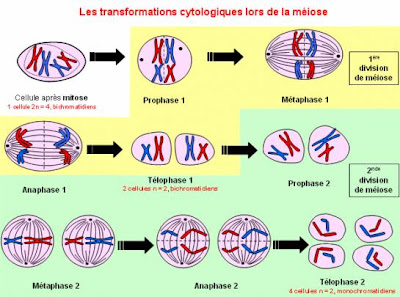 AULA DE BIOLOGIA 2007: MEIOSE 05