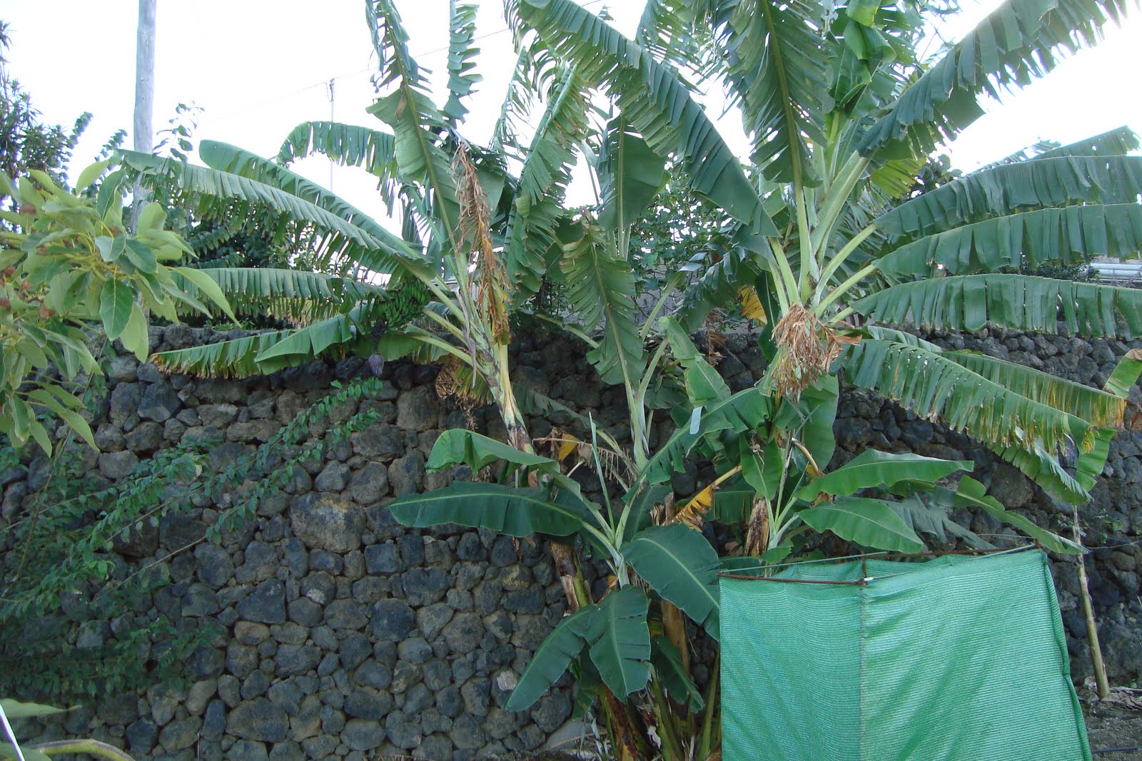 LA FINCA DE ARMINDO: Plátanos manzano