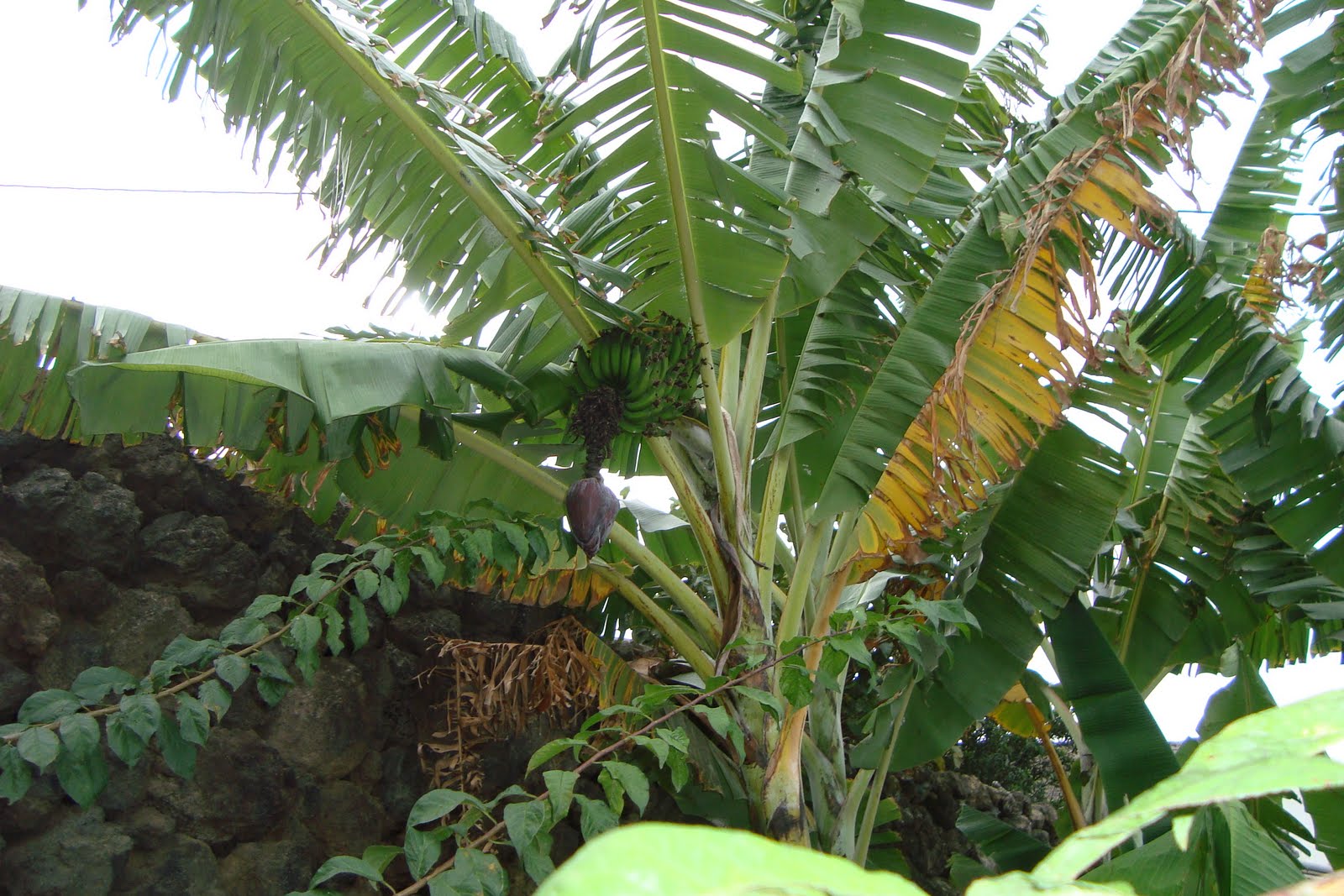 LA FINCA DE ARMINDO: Piña del plátano manzano