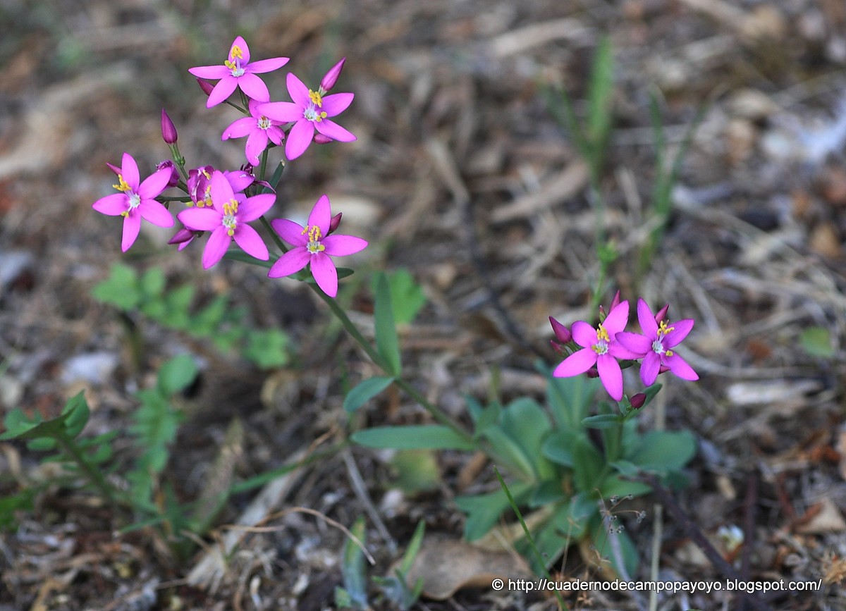 Cuaderno de Campo Payoyo: Centaurea menor, Centaurium erythraea