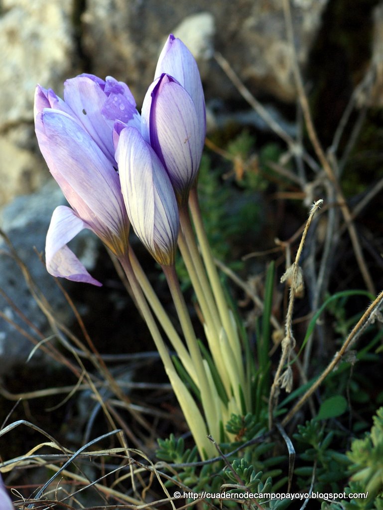 Cuaderno de Campo Payoyo: Crocus serotinus salzmannii