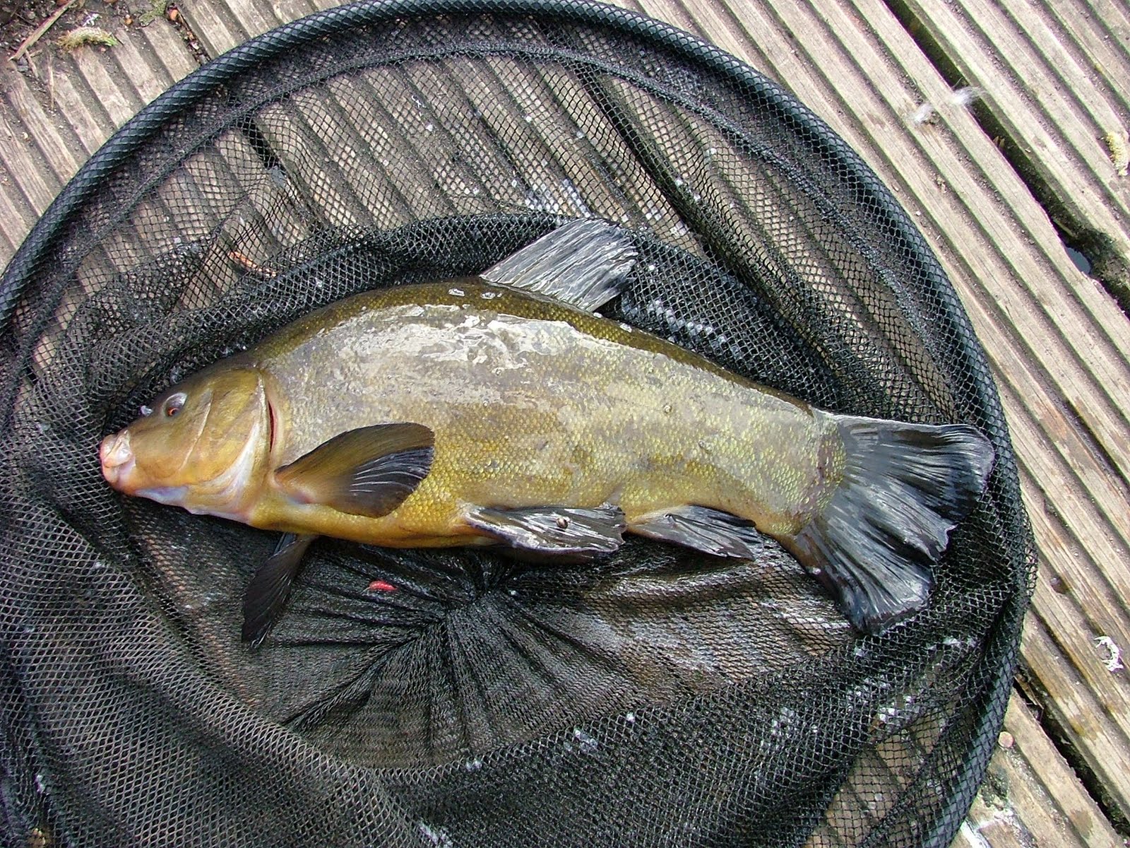 A Derby Angler's Journal: Tinca Tinca Triangle