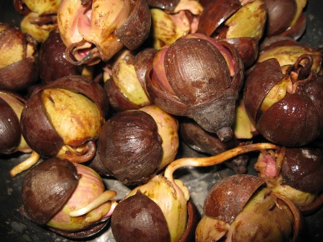 muhh kita "explore": Keladan, Ulam bermusim