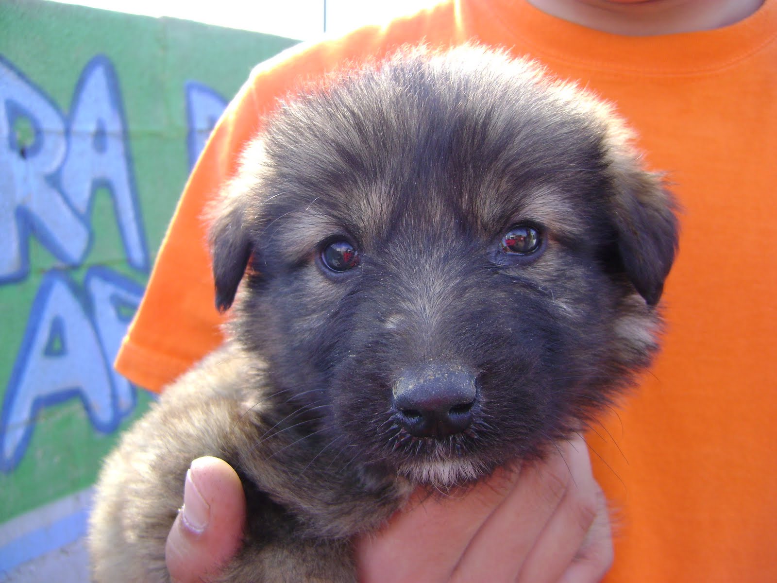 PROTECTORA D'ANIMALS LYDIA ARGILÉS: META, ADOPTADA EN CORBERA D'EBRE ...