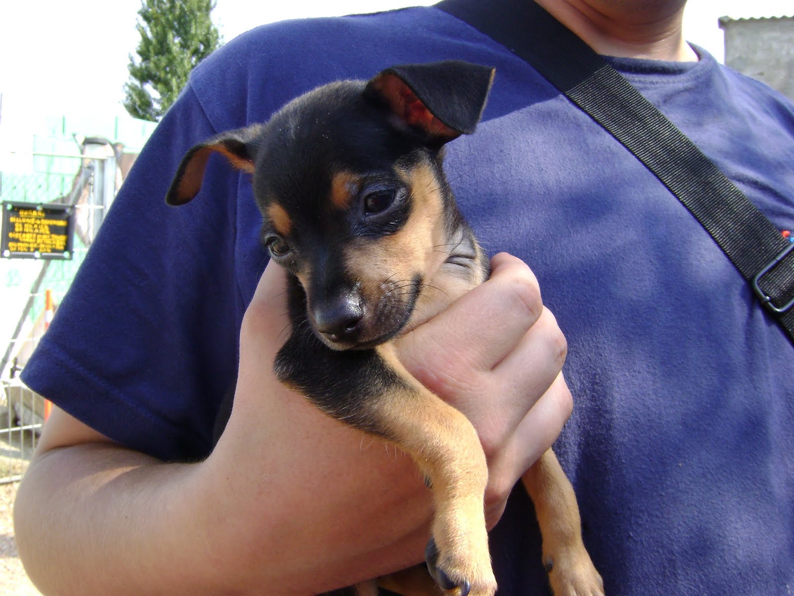 PROTECTORA D'ANIMALS LYDIA ARGILÉS: DOS PINCHERS ENANOS, EN LA PROTE