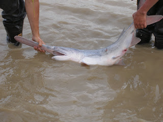 Hess Blog On The Prairie: Paddlefish in the Yellowstone River