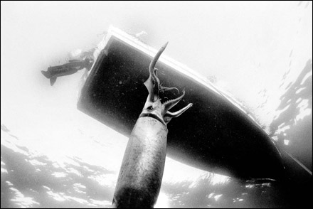 Buceo y Aventura en México: ABORDO DEL M/V NARVAL BUCEO CON CALAMAR ...