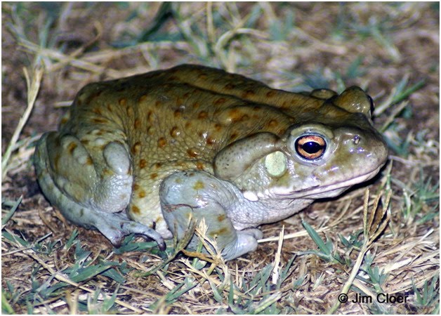Jim Cloer's Arizona Desert: Naturalist View August 2010