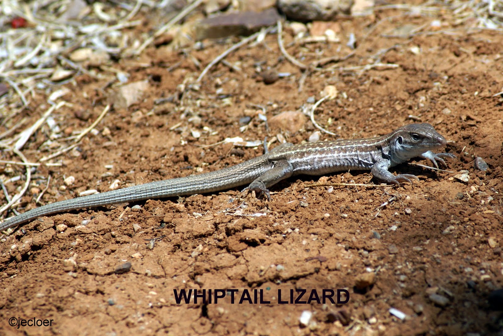 Jim Cloer's Arizona Desert: Naturalist View September 2010
