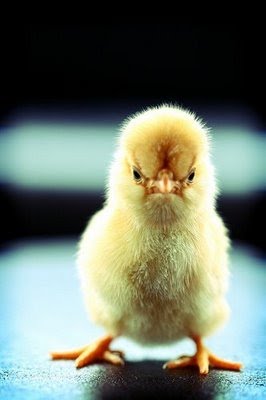 Cute, Angry Chick. : r/pics