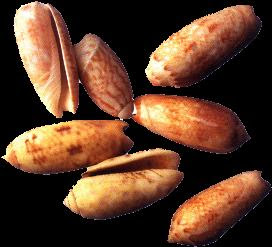 A História do Dinheiro no Brasil