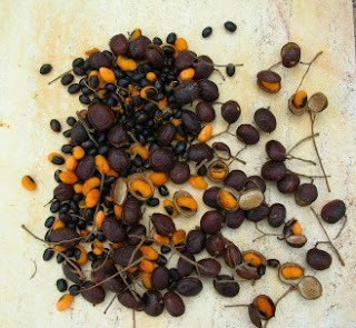 Plantas Medicinais e Alimentícias: Copaíba