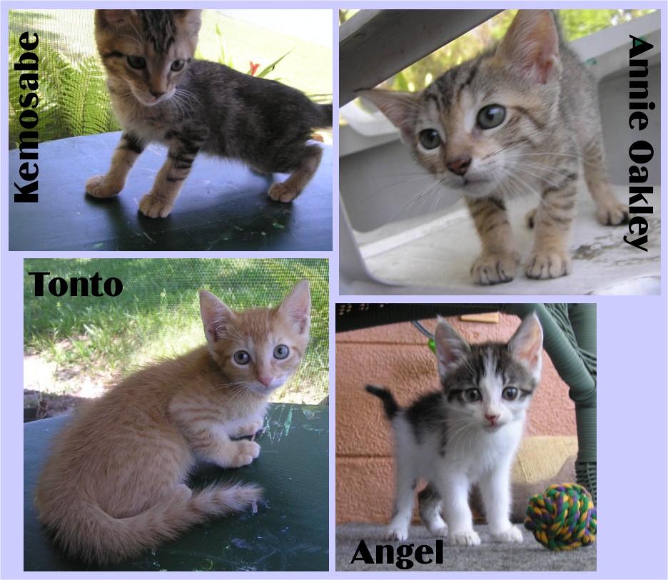 Key West Cat Society - Venice Cat Coalition: Poster Child