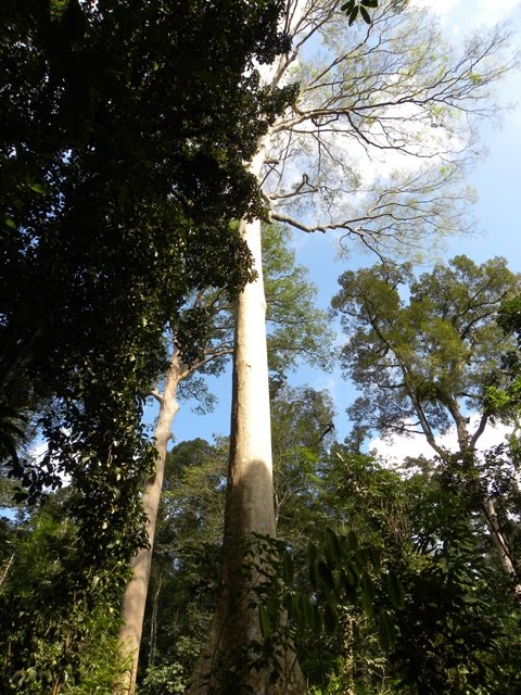 Malaysian Nature Society Kuching Branch: a visit to Sir James Brooke's ...