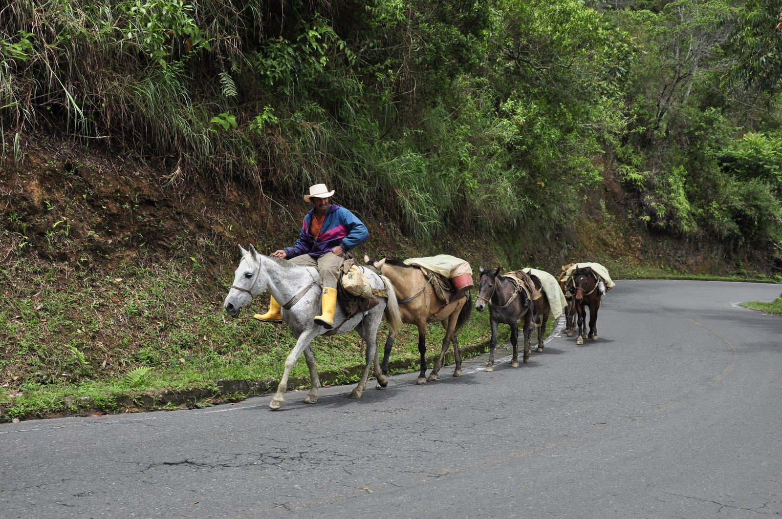 TURISMO Y CULTURA DEL QUINDIO: ARRIERO QUINDIO