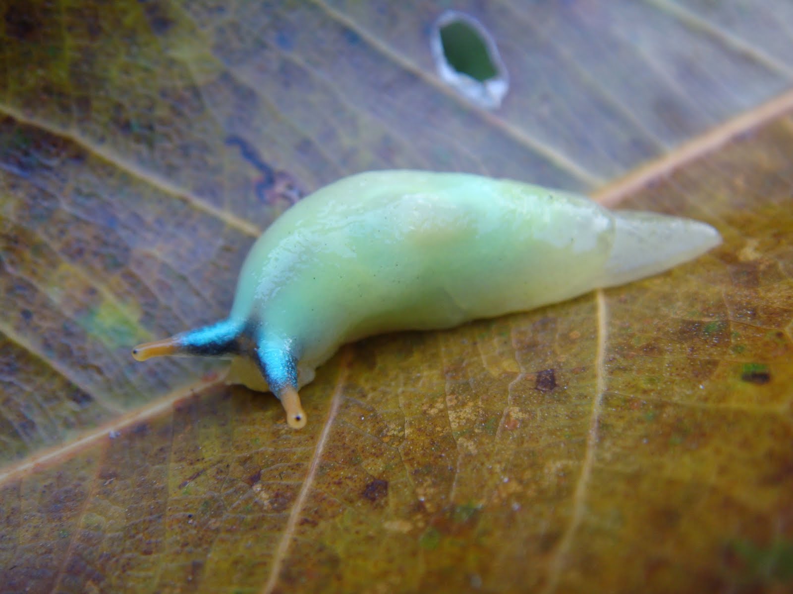 unknown species of semi-slug, from the Andaman Islands (of India) : r ...
