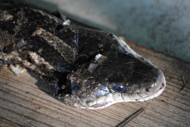 OLDESOUTH FARM: July 2010