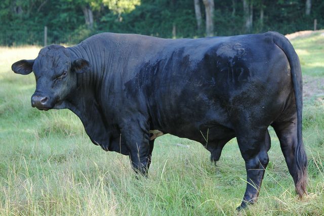 OLDESOUTH FARM: Ready for the Dog Days to End...