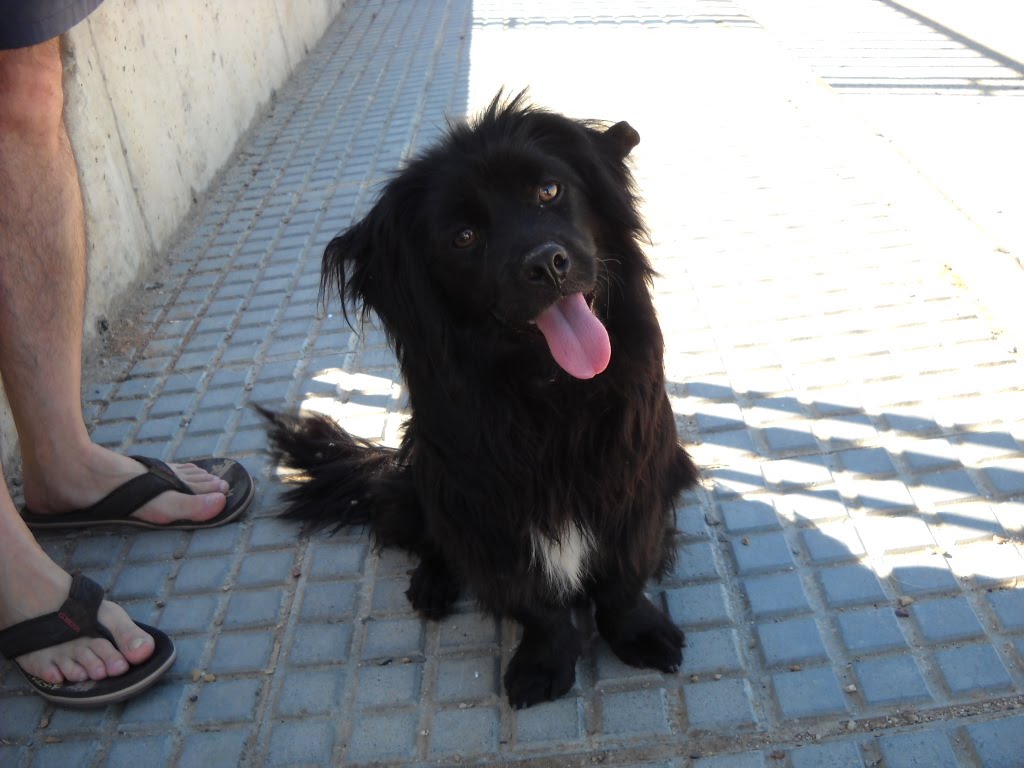 SOLES Y LUNAS SIN HOGAR: CHETE, PEQUEÑAJO CRUCE DE PEQUINES REFUGIADO ...