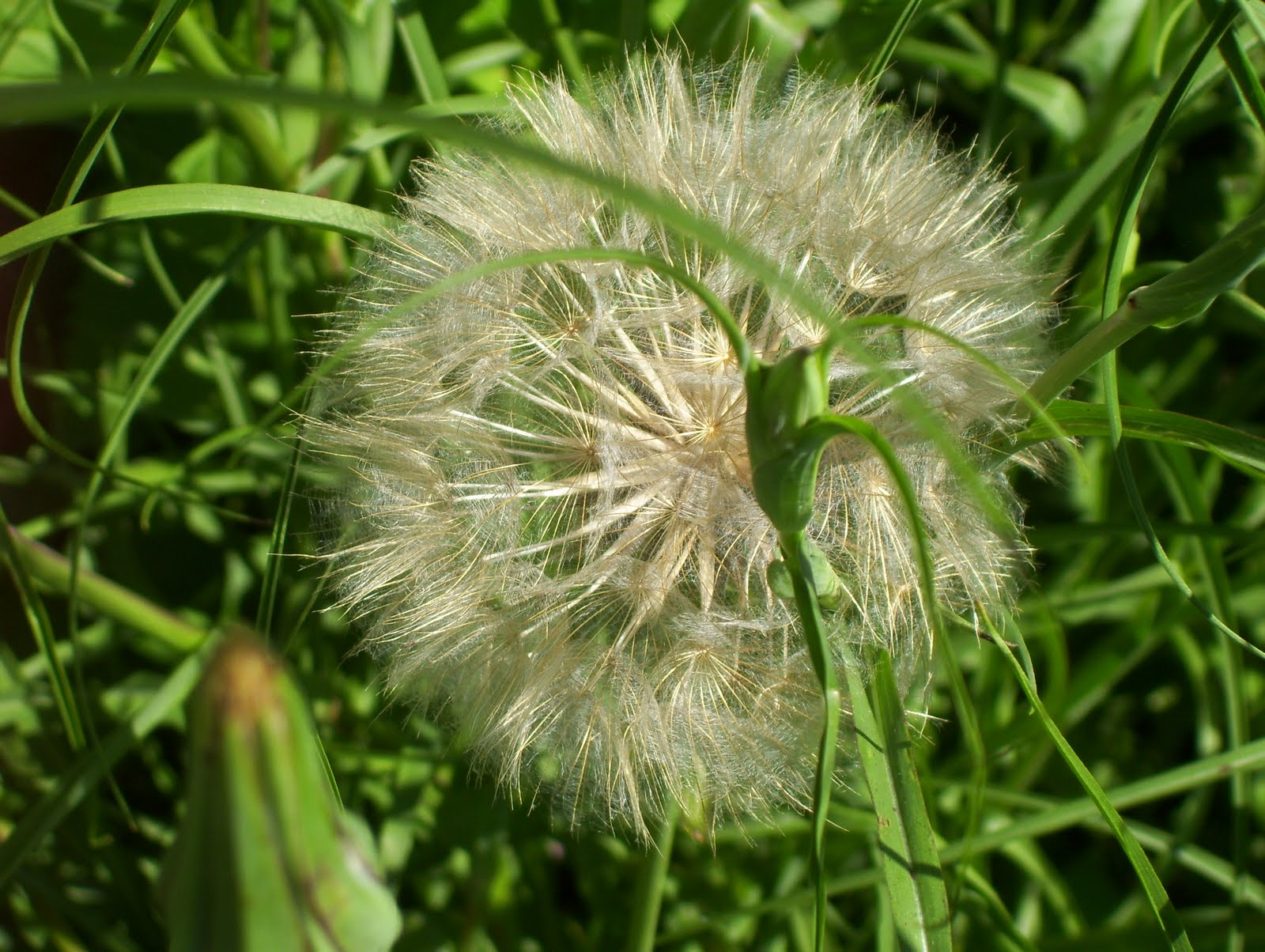 One Huge Dandelion Type Flower Officially Known As Salsify Its A Weed And I Love It 6 Photos